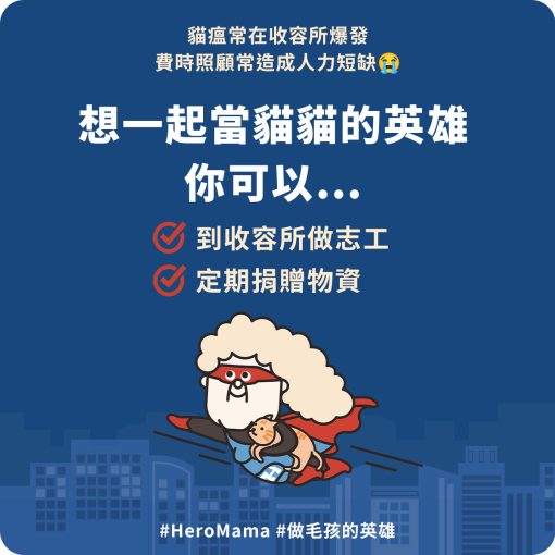 【Mama 拯救毛孩】馬祖公益行動！貓貓我們來啦！ - HeroMama