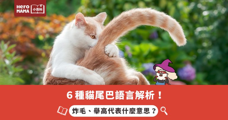 6大貓尾巴意思一篇睇晒！貓炸毛、尾巴舉高代表咩？ - HeroMama (HK)